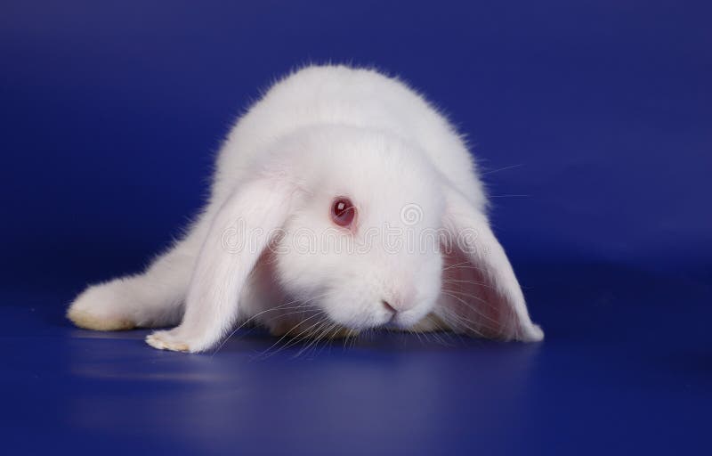 Easter Bunny rabbit stock photo. Image of pink, blue - 29401900