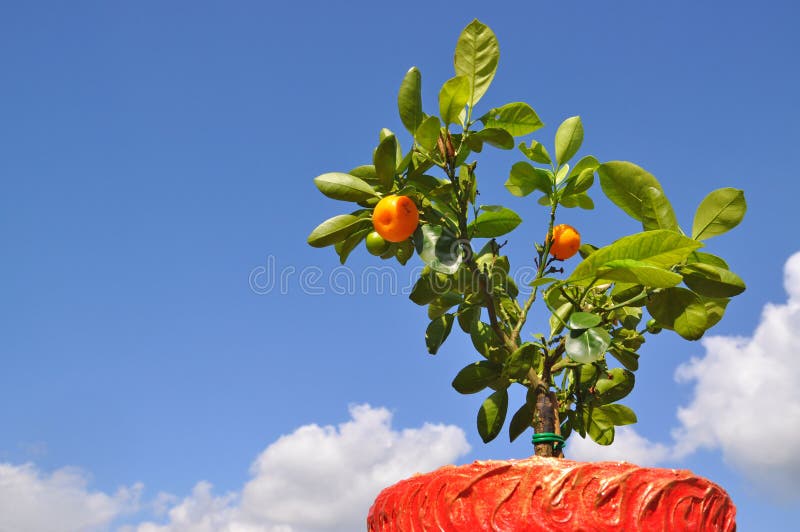 Dwarfish tree a tangerine. stock image. Image of crop - 16230809