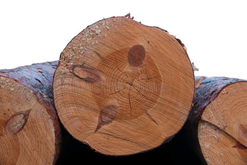 Dwarsdoorsnede Van Boom Met Knopen Stock Foto - Image of materiaal ...