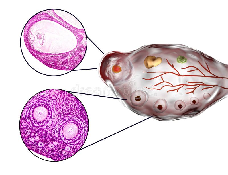 In Dwarsdoorsnede Van Een Eierstok Stock Illustratie - Illustration of ...