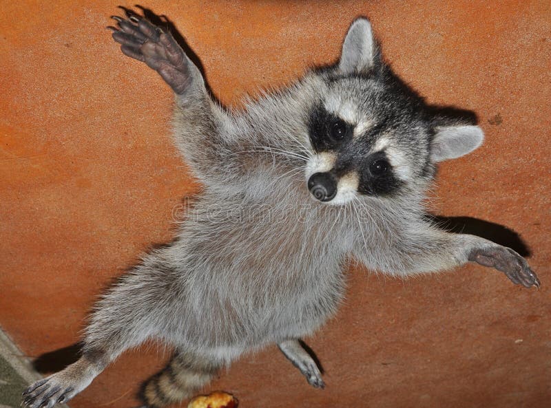 Wasbeer in een boom stock afbeelding. Image of buiten - 12992983