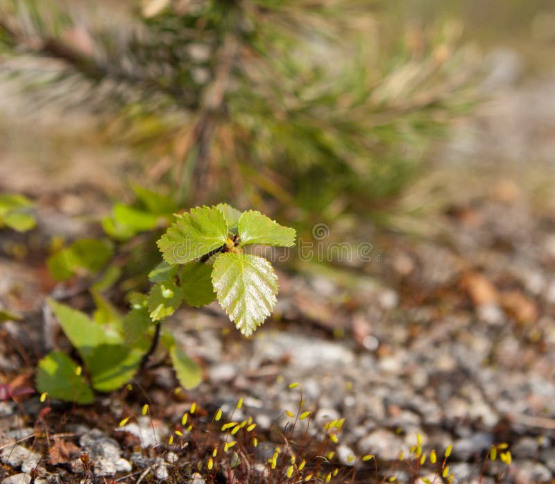 Dwerg Berk stock afbeelding. Image of bladeren, klein - 19771173