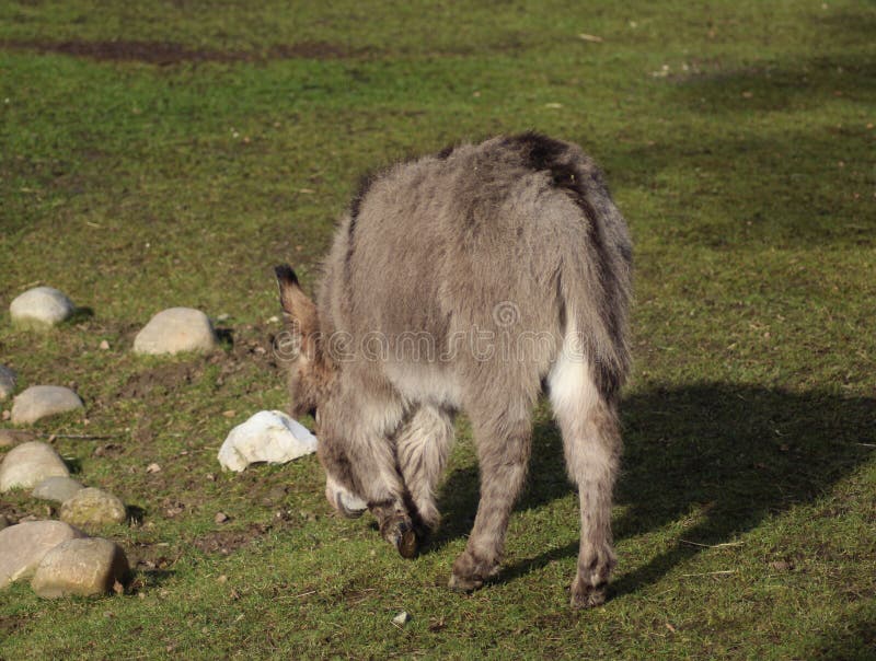 Dwerg Ezel stock foto. Image of gras, lama, klein, mooi - 27007126
