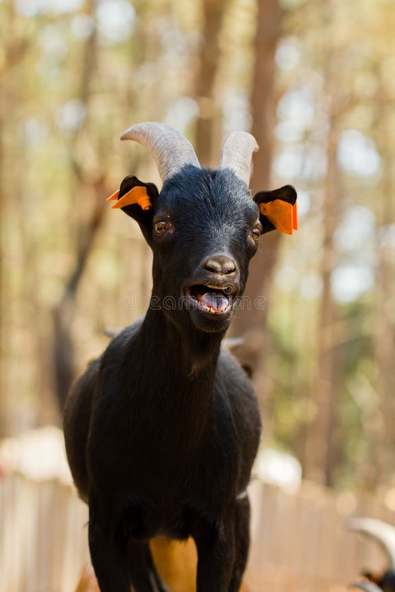 Dwerg geit stock foto. Image of vezel, geit, bont, dier - 15766150