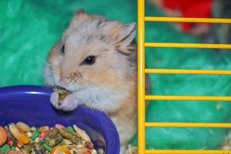 Dwerg Hamster stock foto. Image of eten, nieuwsgierigheid - 26225284