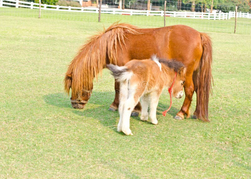 Dwerg paard. stock afbeelding. Image of gras, miniatuur - 29256235