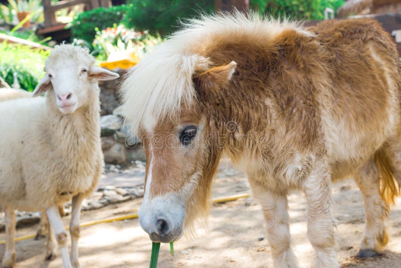 Dwerg Paard stock foto. Image of shetland, openlucht - 62372928