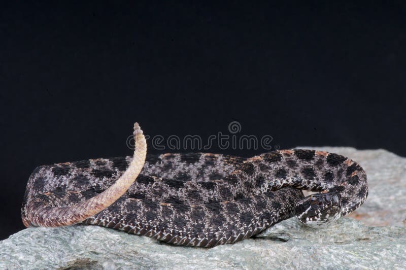 Rode ratelslang stock afbeelding. Image of rood, huisdier - 19851247