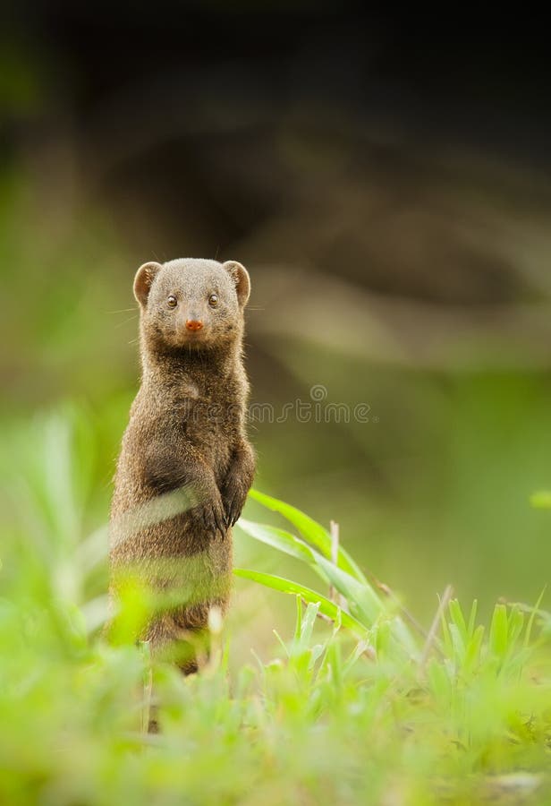 Common dwarf mongoose stock photo. Image of pygmy, golden - 106415134