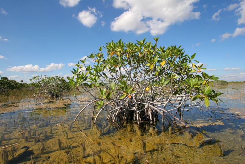 Rode Mangrove in Everglades Stock Afbeelding - Image of wortels, blauw ...