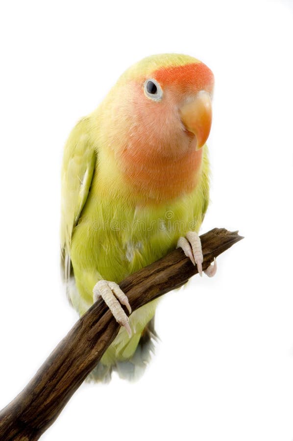 Dwergpapegaai stock afbeelding. Image of vogel, schot - 2331095