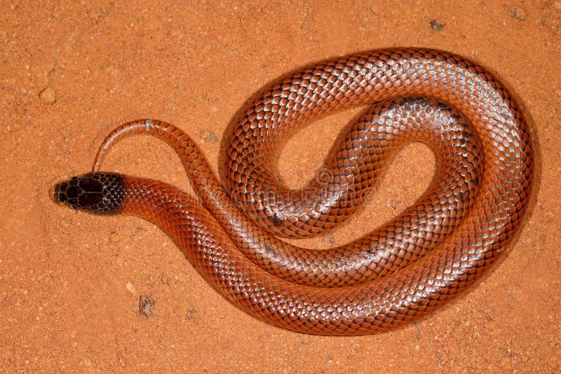 Dwyer`s Snake stock photo. Image of dwyers, close, nocturnal - 202514092