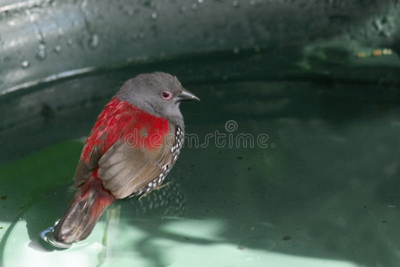Dybowski`s Twinspot, Euschistospiza Dybowskii, at Birdbath Stock Image ...