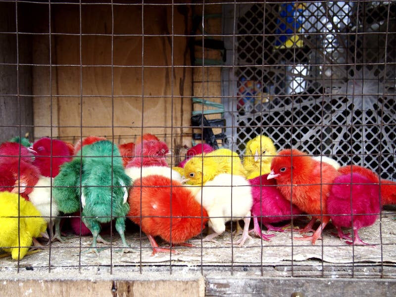 Dye colored chicks stock photo. Image of chicken, young - 76516110