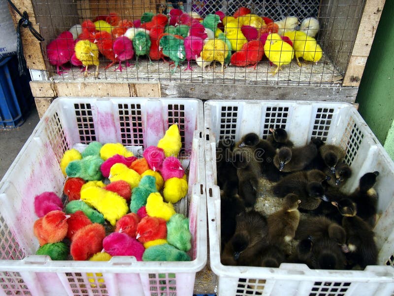 Dye colored chicks stock image. Image of varied, feather - 76516193