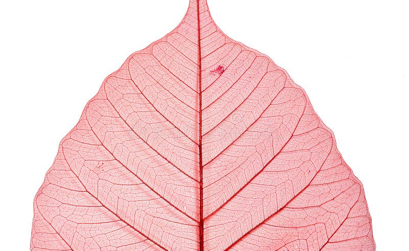 Dyed dry peepal leaf stock photo. Image of colors, design - 24489902