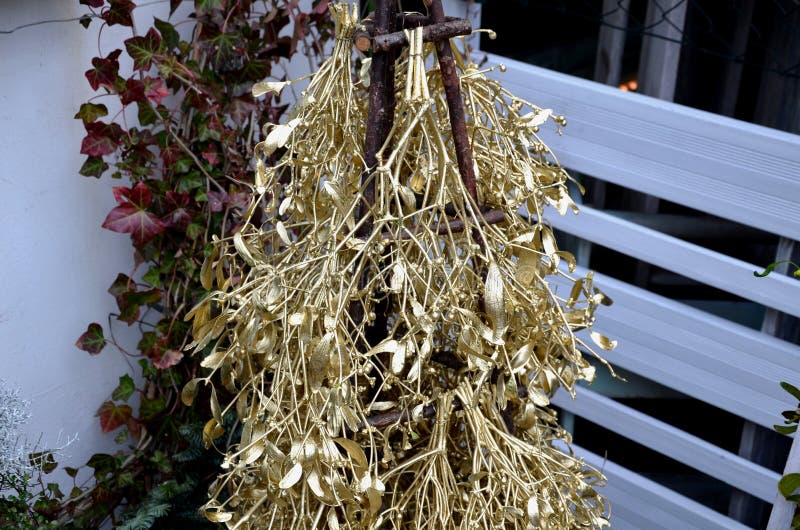 Dyed Mistletoe on a Tree Growing in a Crown on Top of a Pine and ...