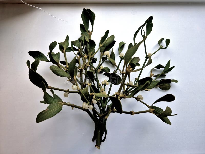 Dyed Mistletoe on a Tree Growing in a Crown on Top of a Pine and Stock ...