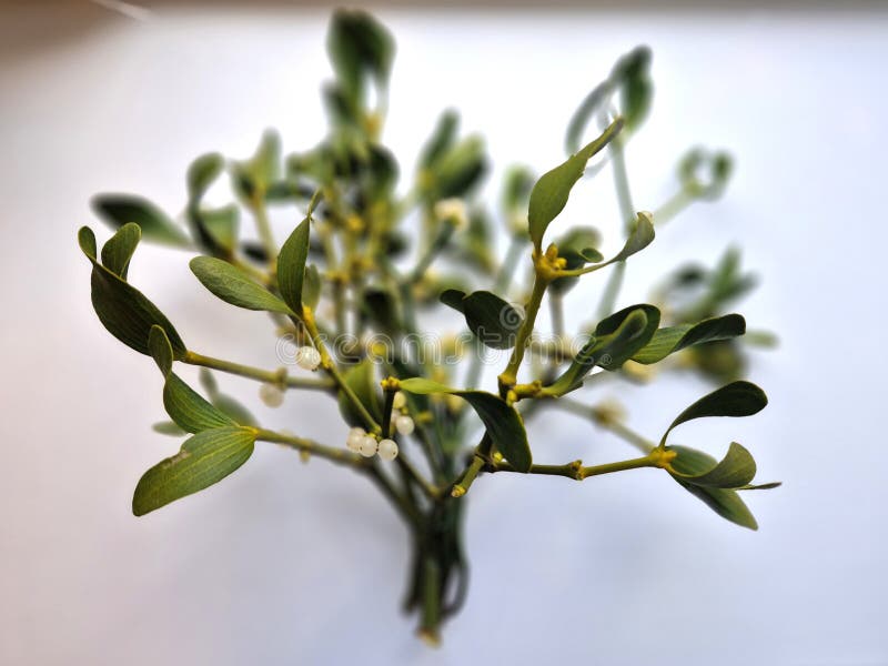 Dyed Mistletoe on a Tree Growing in a Crown on Top of a Pine and Stock ...