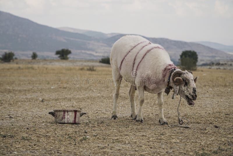 Dyed sheep wool stock photo. Image of drying, interlaced - 85143612