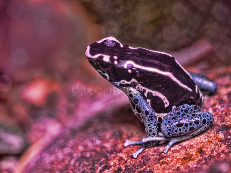 The Dyeing Dart Frog, Dendrobates Tinctorius, Sits on the Ground and ...