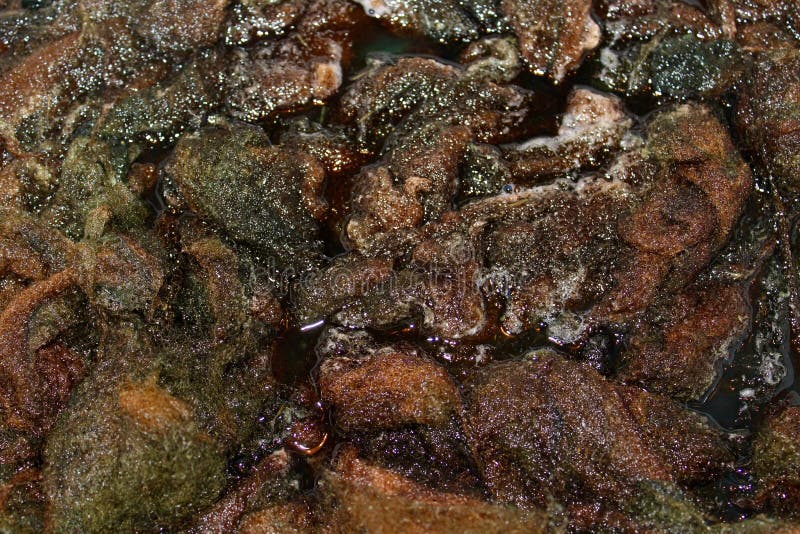 Dyeing sheep wool stock photo. Image of weaving, felt - 84536906