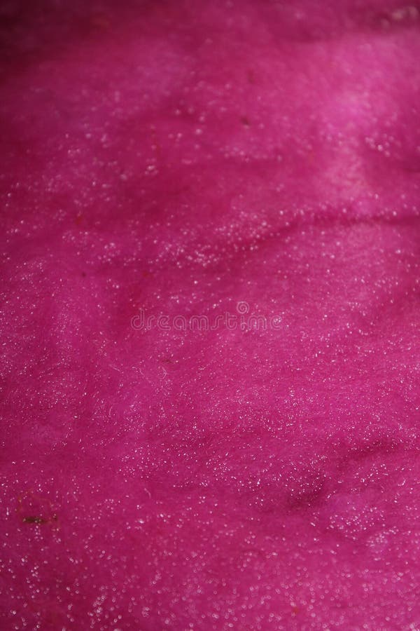 Dyeing sheep wool stock photo. Image of artist, design - 86444138