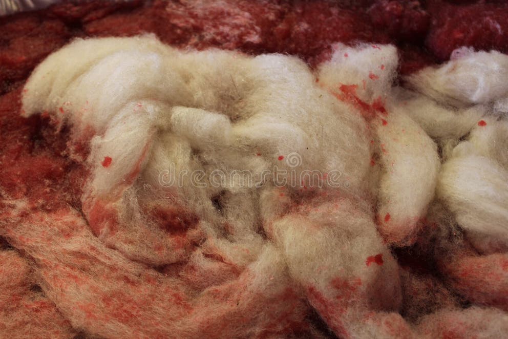 Dyeing sheep wool stock photo. Image of cleans, carding - 84876876