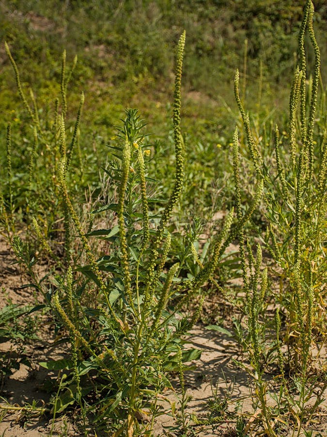 Dyer S Rocket Plant - Reseda Luteola Stock Photo - Image of source ...