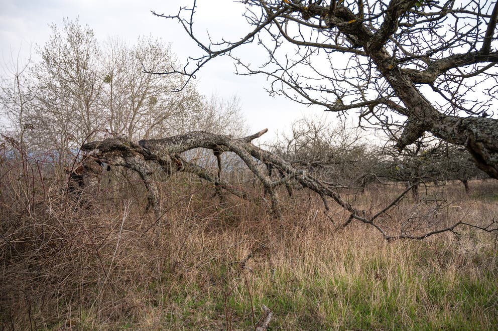Dying apple orchard stock image. Image of agriculture - 177352951