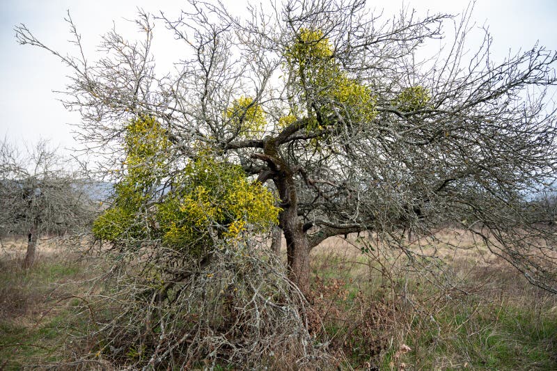 Dying apple orchard stock image. Image of branch, garden - 177354419