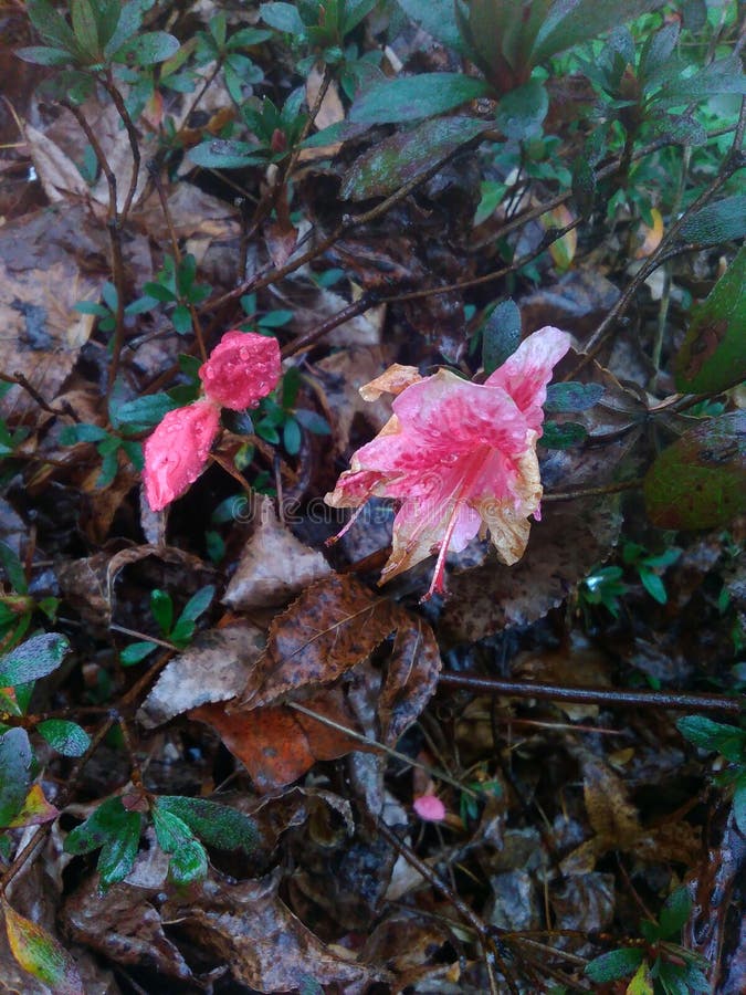 Dying azaleas stock photo. Image of pink, fall, rainy - 64244120