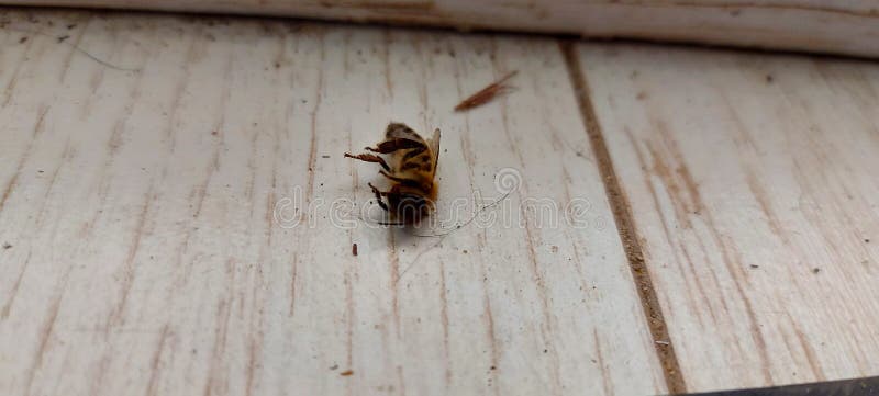 Bee is KO on the ground stock photo. Image of garden - 255459686