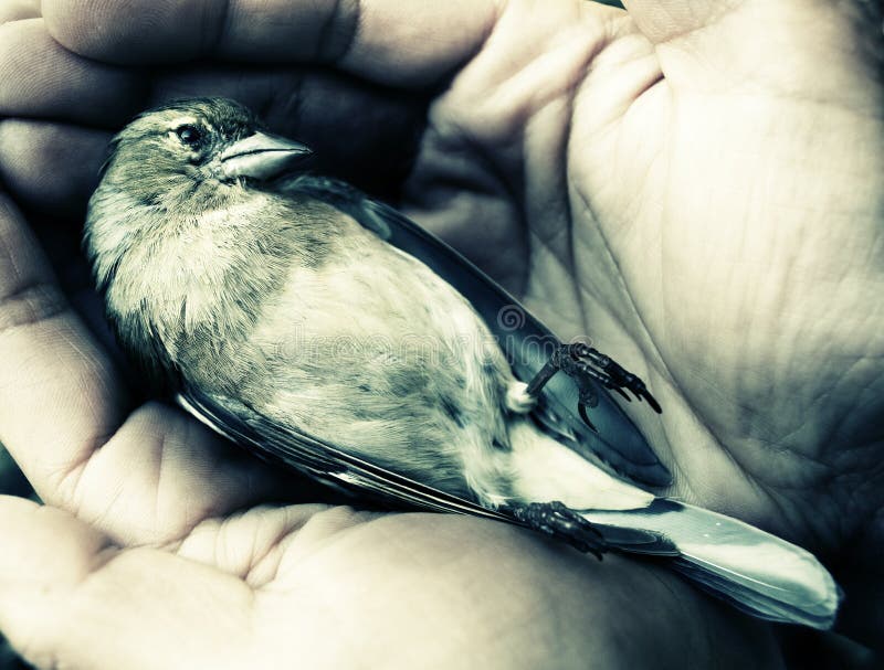 Dying bird in hands stock image. Image of hollow, acidic - 8979197