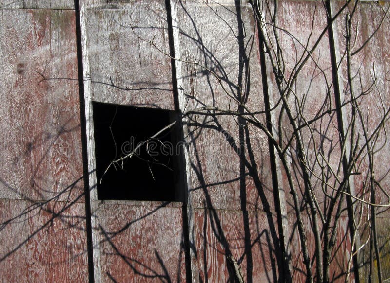 Dying Branches, Dead Wall Picture. Image: 30489