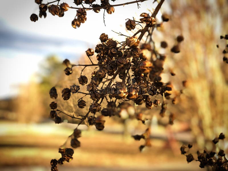 Dying Buds on a Tree in Winter Stock Photo - Image of focus, tree ...