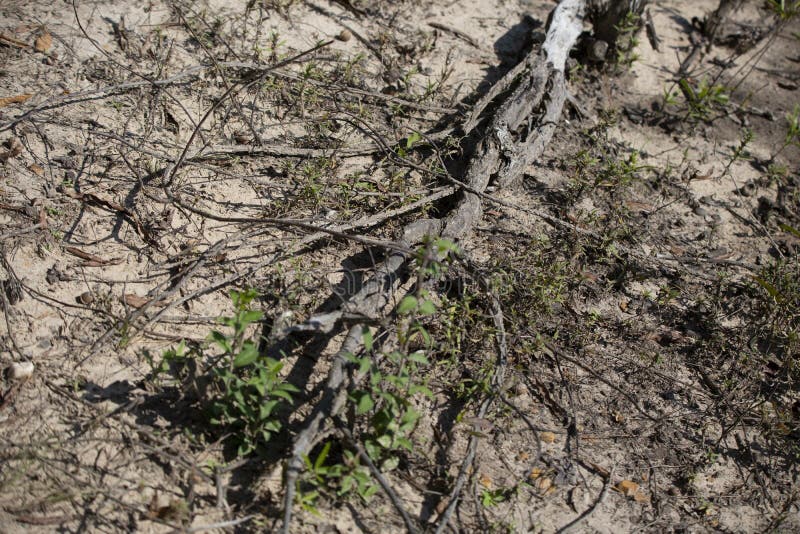 Dying Bush on the Ground stock image. Image of growth - 231408803
