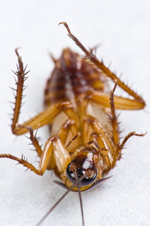 Dying cockroach stock image. Image of cockroach, control - 9843179