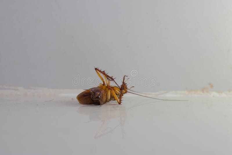 Dying Cockroach Lying Dead on the Floor of a Room Stock Photo - Image ...