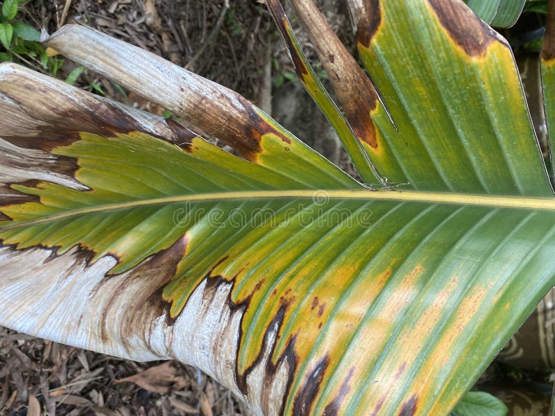 Decaying Palm Tree Leaf stock photo. Image of fall, dead - 36939498