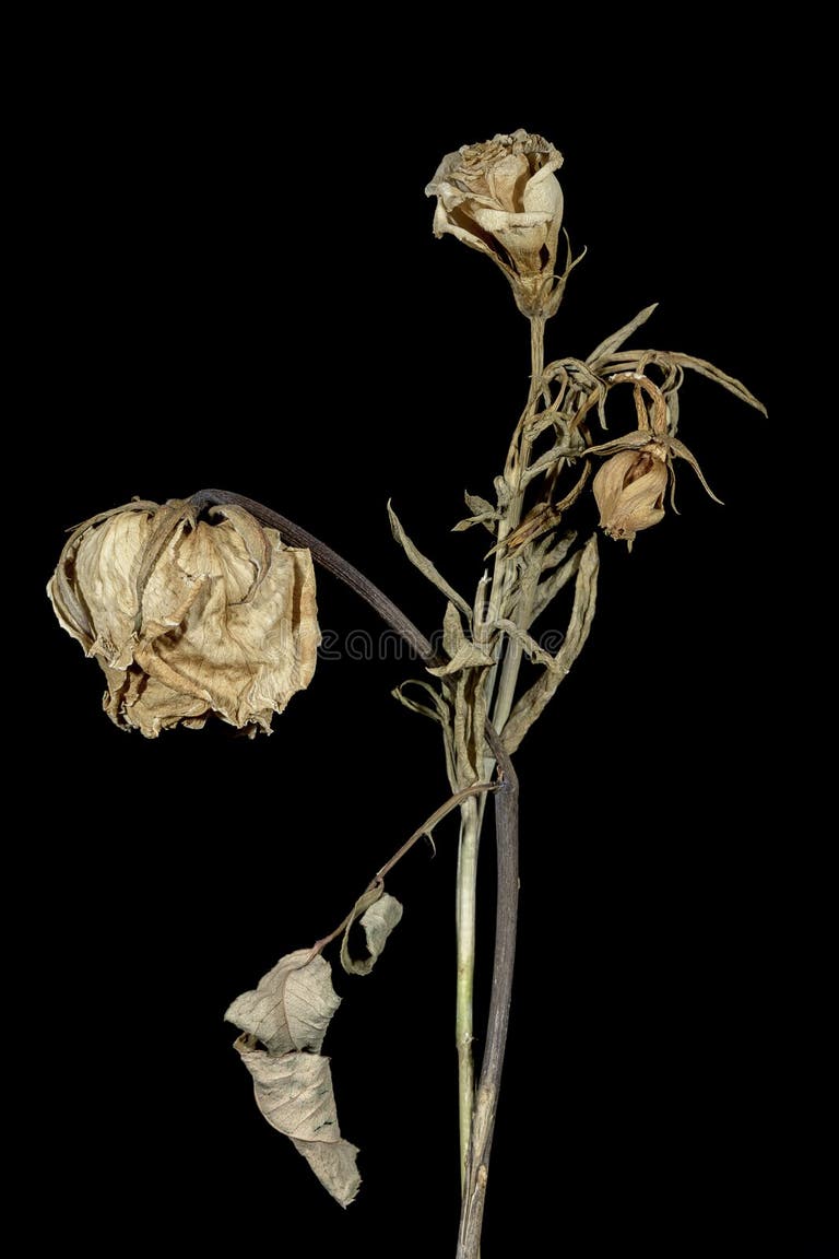 11,985 Dying Flower Stock Photos - Free & Royalty-Free Stock Photos ...