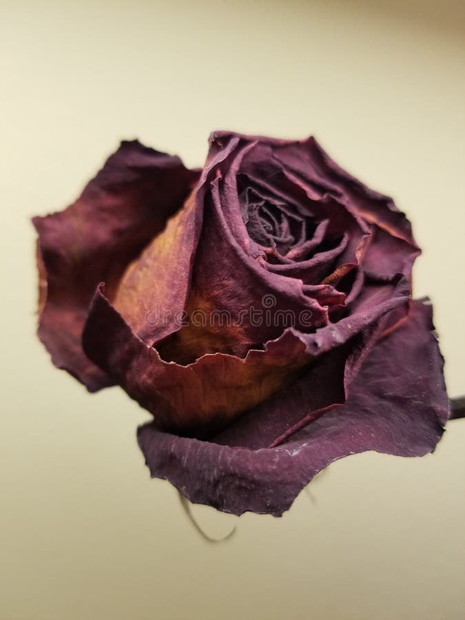 Dying flower stock photo. Image of curves, alive, back - 1645104