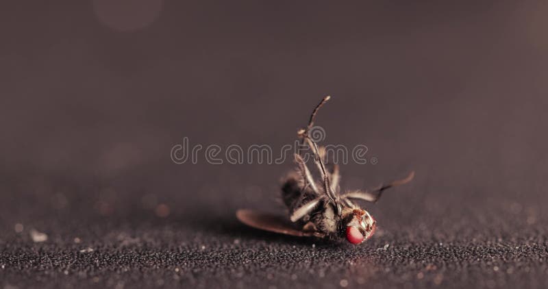 Dying Fly Macro on a table stock video. Video of house - 231211035