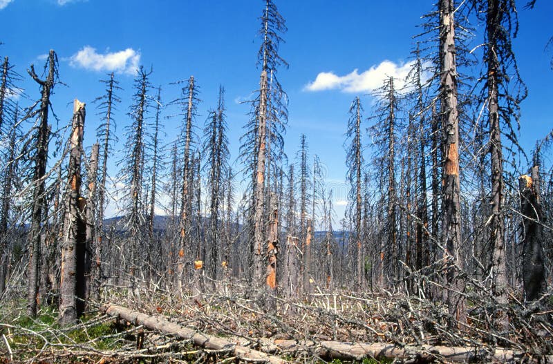 Deforestation stock photo. Image of bark, forestry, carpathians - 7090400