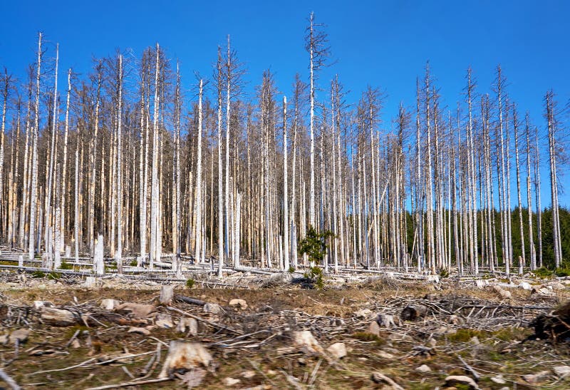 Dying Forest in Germany. through Climate Change, Drought and Bark Beetles Stock Photo - Image of ...