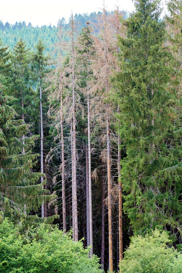 Dying Forest in Germany. through Climate Change Stock Image - Image of ...