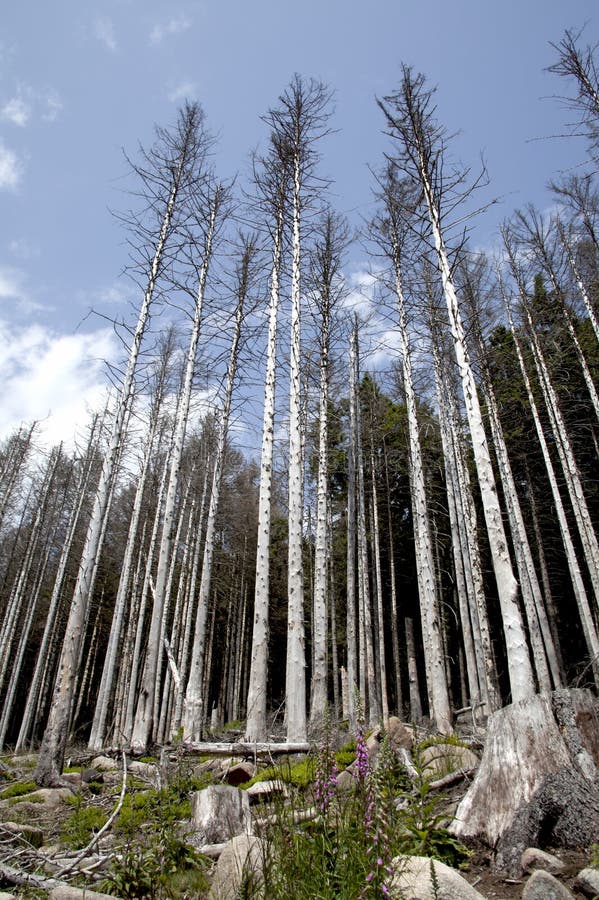 Dying forests stock image. Image of landscape, bavarian - 43643551