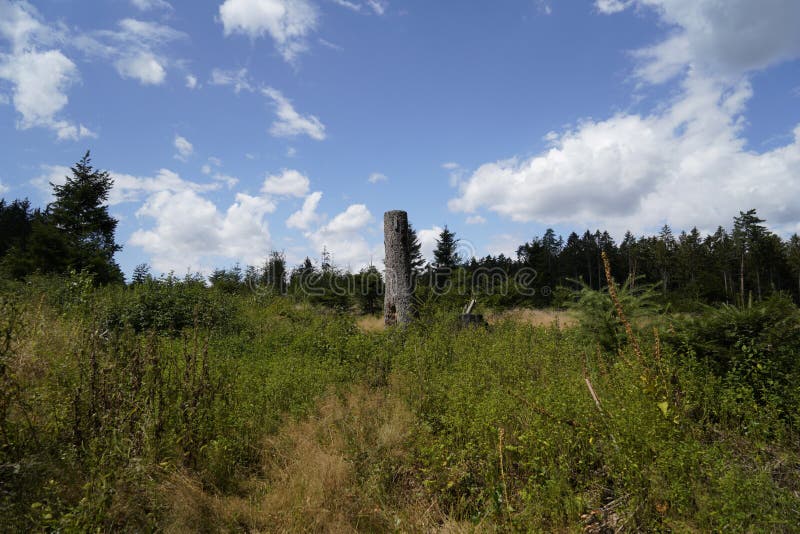 Dying Forests Due To Senseless Clearing in the Forest Stock Image ...