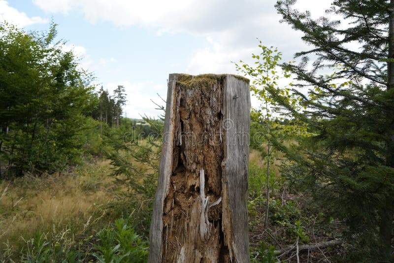 Dying Forests Due To Senseless Clearing in the Forest Stock Image - Image of disaster ...