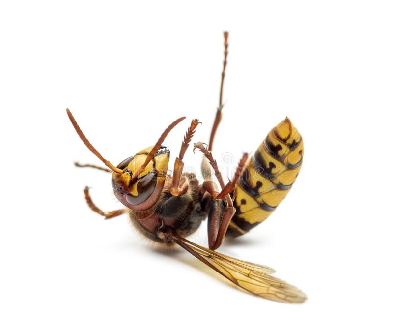 Dying Hornet Its Back Stock Photos - Free & Royalty-Free Stock Photos ...